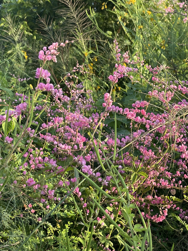 Coral Vine from Elota, Sinaloa, Mexico on September 22, 2023 at 04:48 ...