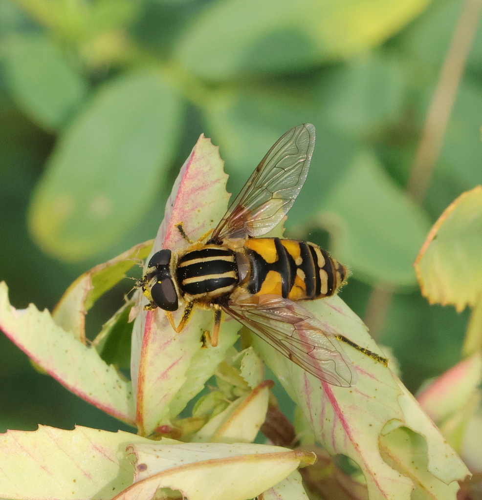 Sun Fly from Gonfreville-l'Orcher, France on September 26, 2023 at 05: ...