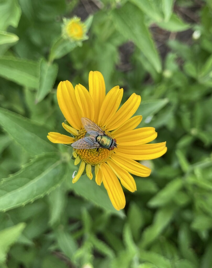 Common European Greenbottle Fly from Douglasdale, Calgary, AB T2Z ...
