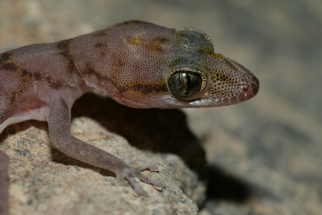 Gallagher's Gecko from Al Qarantia - Kalba - United Arab Emirates on ...