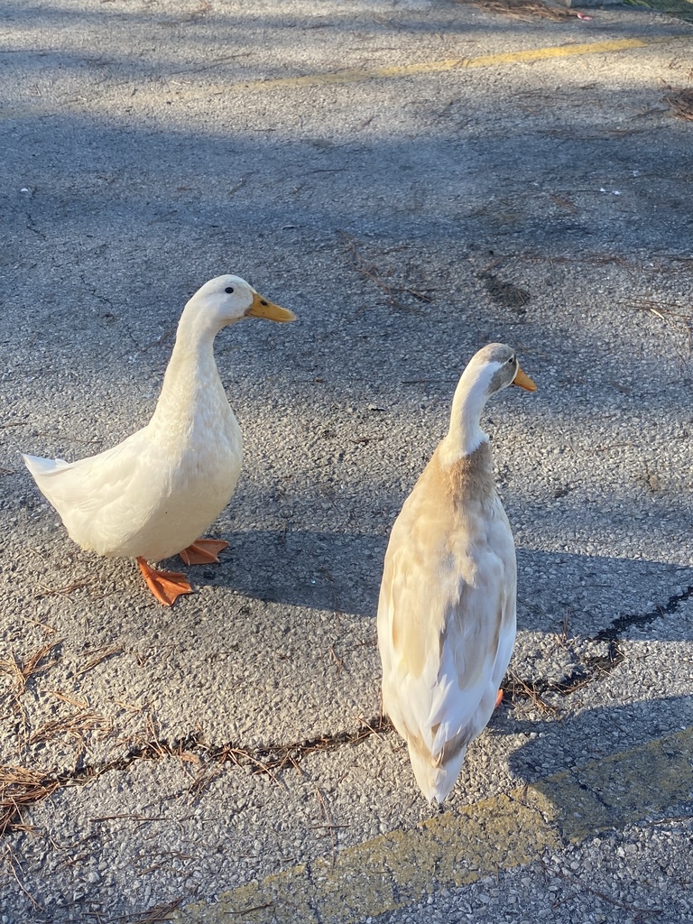 Domestic Mallard from Adams Lake State Park, West Union, OH, US on ...