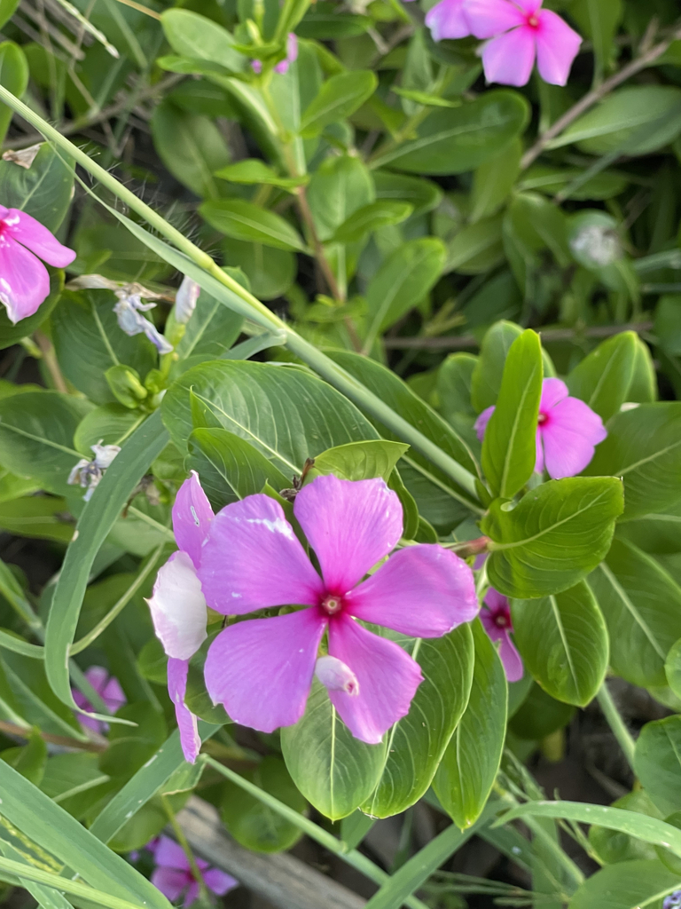 Madagascar Periwinkle from Elota, Sinaloa, Mexico on September 22, 2023 ...