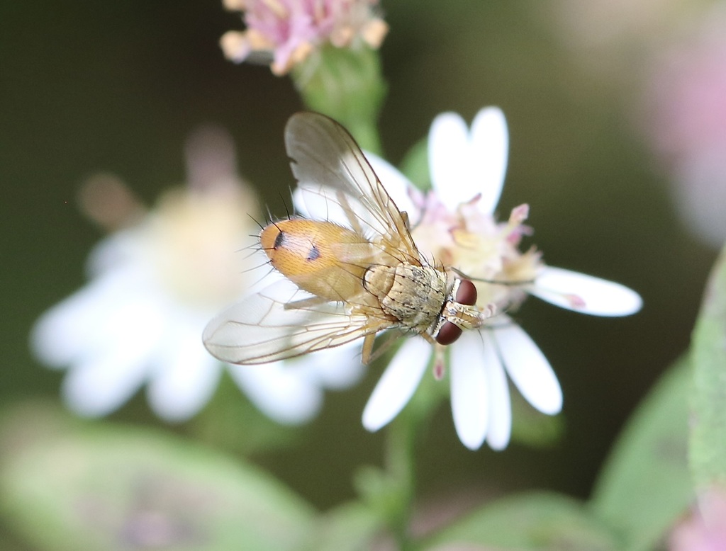 Solieria from Bath, ME 04530, USA on September 24, 2023 at 02:03 PM by ...