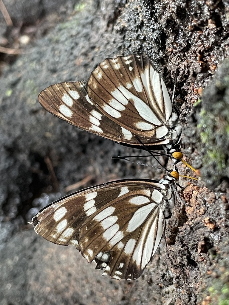 Hestina persimilis japonica from 岐阜大学, 岐阜市, 岐阜県, JP on July 10, 2023 at ...