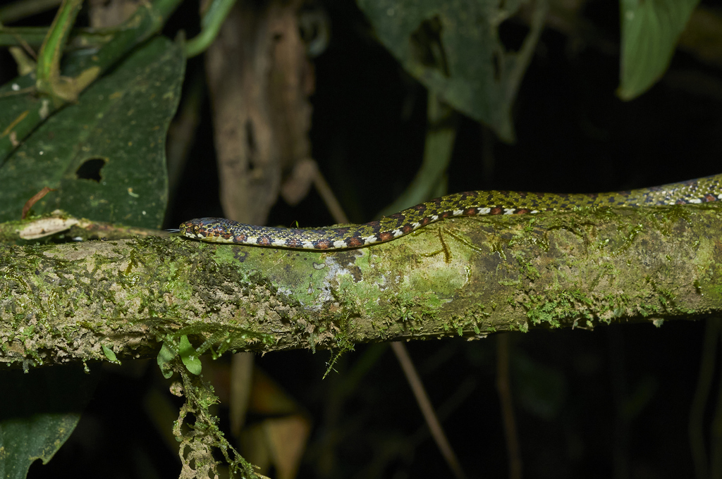 Snail Suckers from Heredia Province, Sarapiqui, Costa Rica on March 20 ...