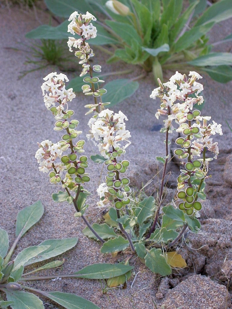 California shieldpod from Riverside County, CA, USA on March 13, 2004 ...