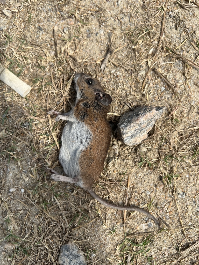 North American Deer Mice from Duncan Dr, Auburn, AL, US on September 26 ...