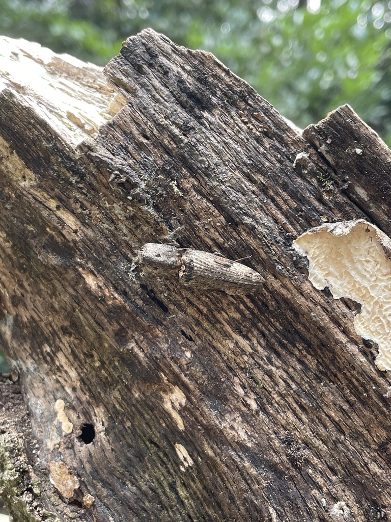 Cryptalaus larvatus pini from 揖斐関ヶ原養老国定公園, 養老郡養老町, 岐阜県, JP on September ...