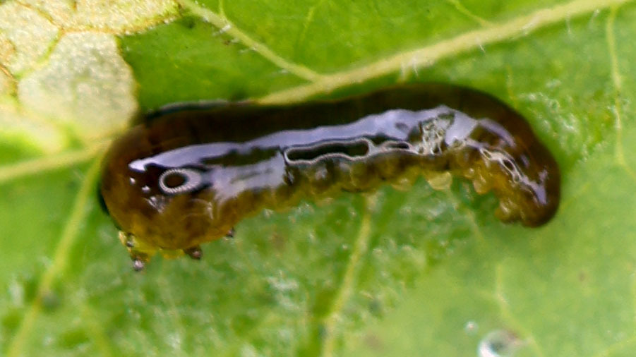 Cherry Slug Sawfly from Shepard Settlement, Onondaga County, NY, USA on ...
