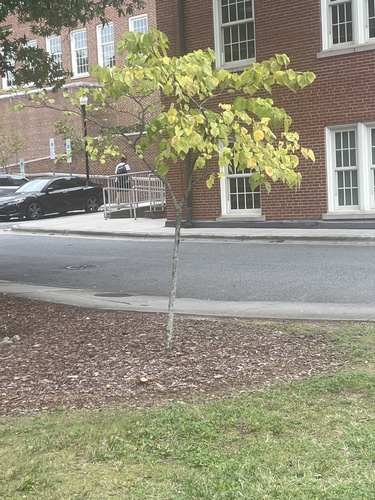 Observations by sjowens · iNaturalist