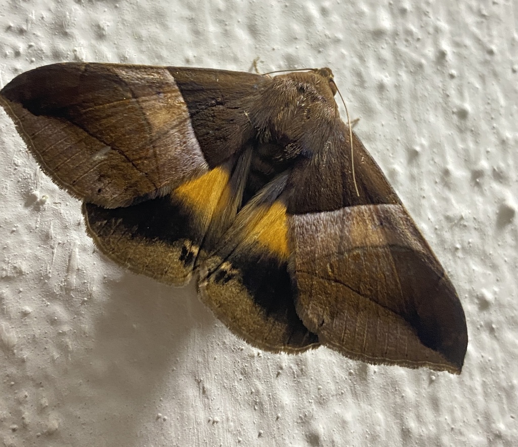 Bastilla from Bardez, North Goa, GA, IN on September 26, 2023 at 10:41 ...