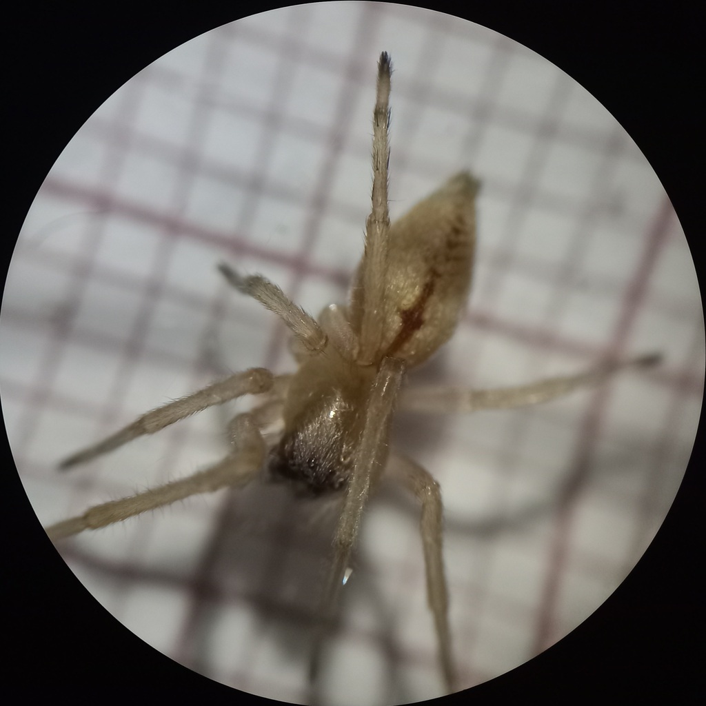 Two-Clawed Hunting Spider from Escola Secundária José Gomes Ferreira on ...