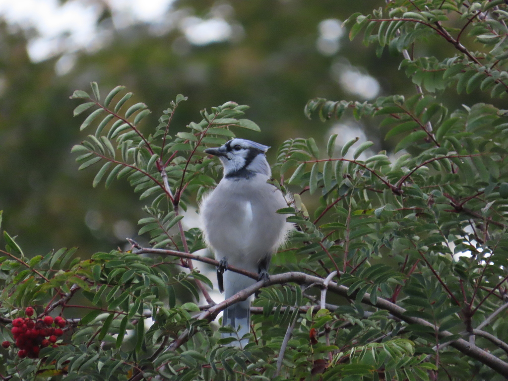 Blue Jay from Cambridge, ON, Canada on September 26, 2023 at 07:57 AM ...