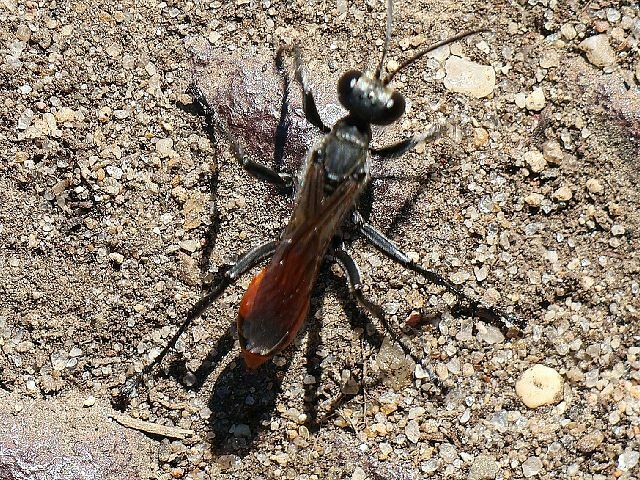 Parker's Thread-waisted Wasp from Oakland Lake Wildflower Meadow ...