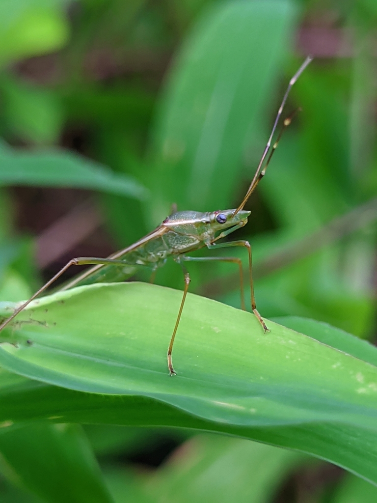 Paddy Bug from RF52+2X4, Edakkad, Kerala 670663, India on June 19, 2022 ...