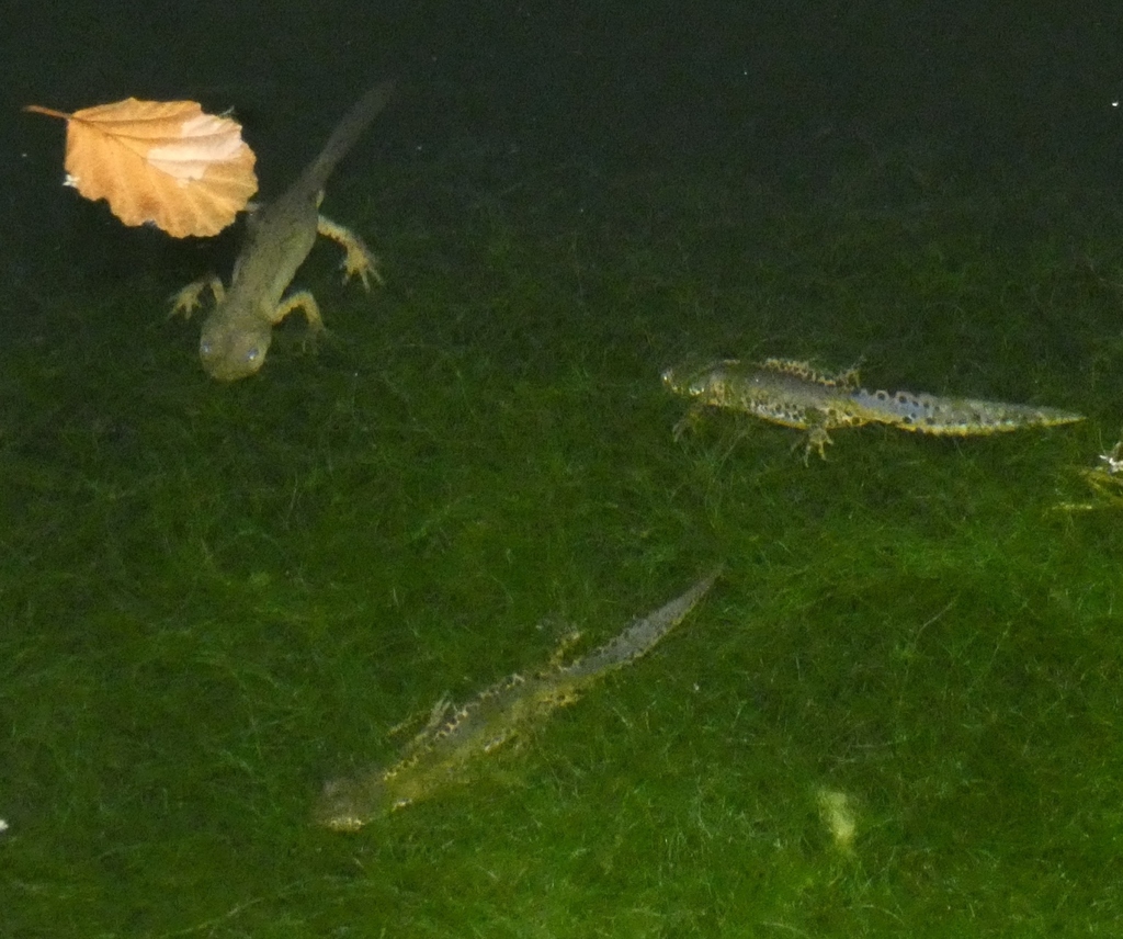 Italian Alpine Newt in June 2023 by Andrea Pane. Mho, for its pattern ...