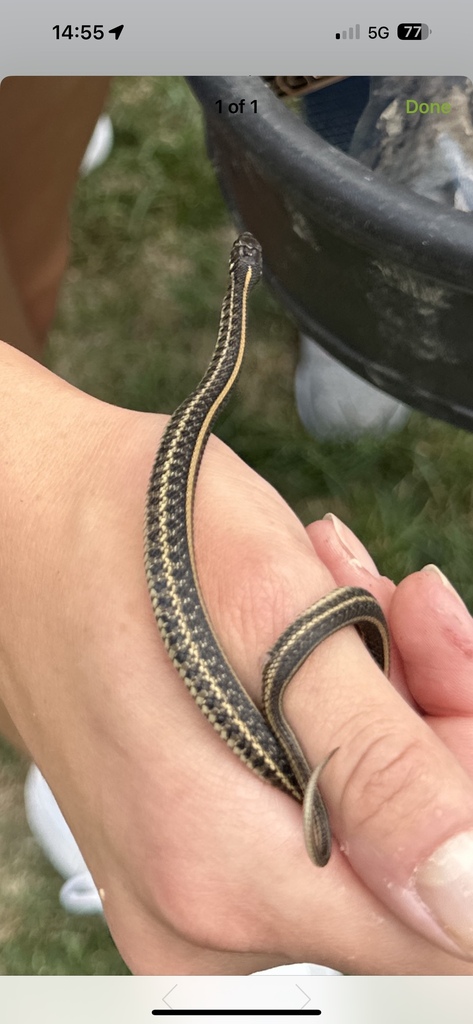 Plains Garter Snake from Third St SE, Mount Vernon, IA, US on September ...