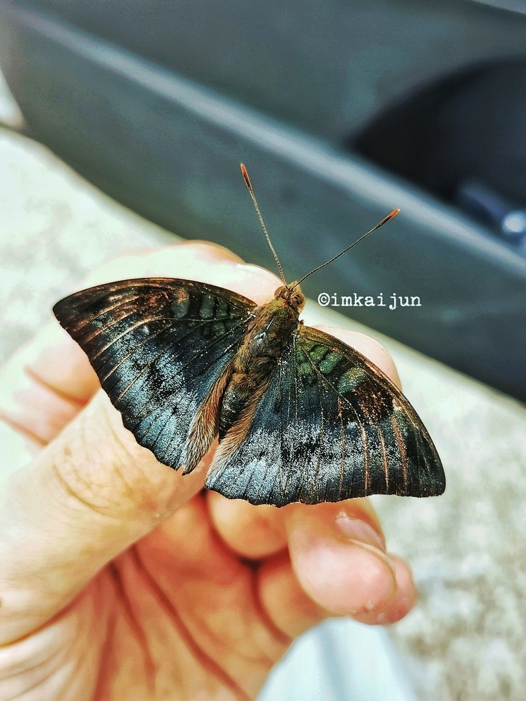 Powdered Baron in September 2023 by imkaijun · iNaturalist