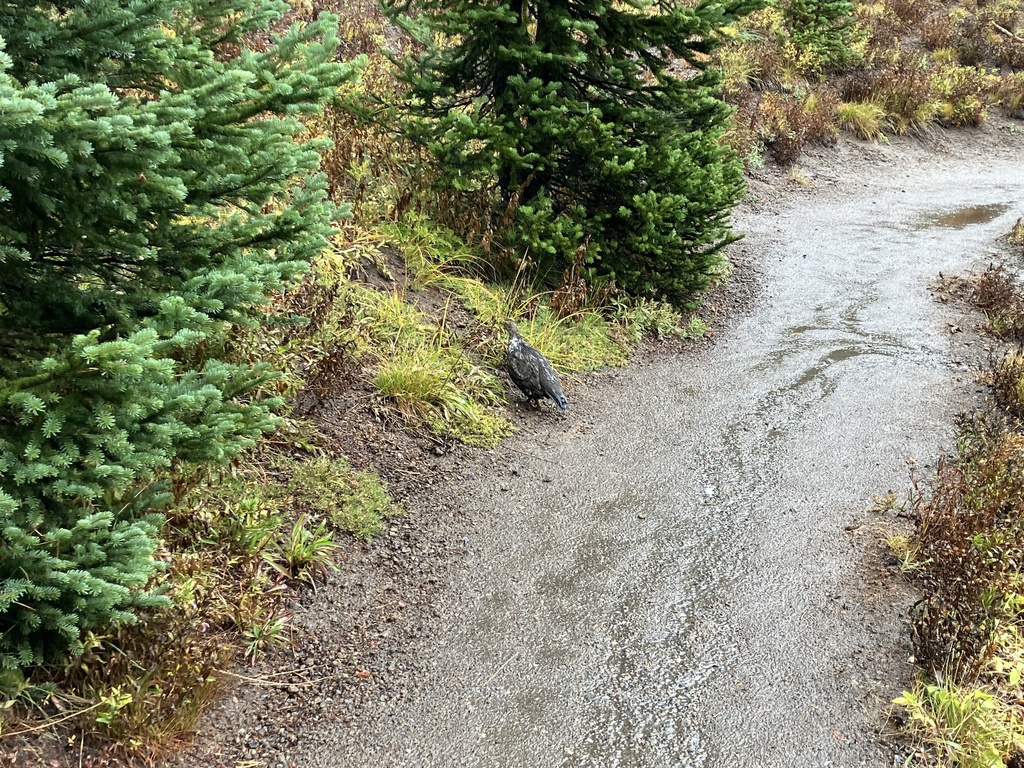 Sooty Grouse from Mount Rainier National Park, Ashford, WA, US on ...