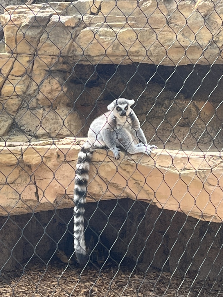 Ring-tailed Lemur in August 2023 by maddymenzel9 · iNaturalist