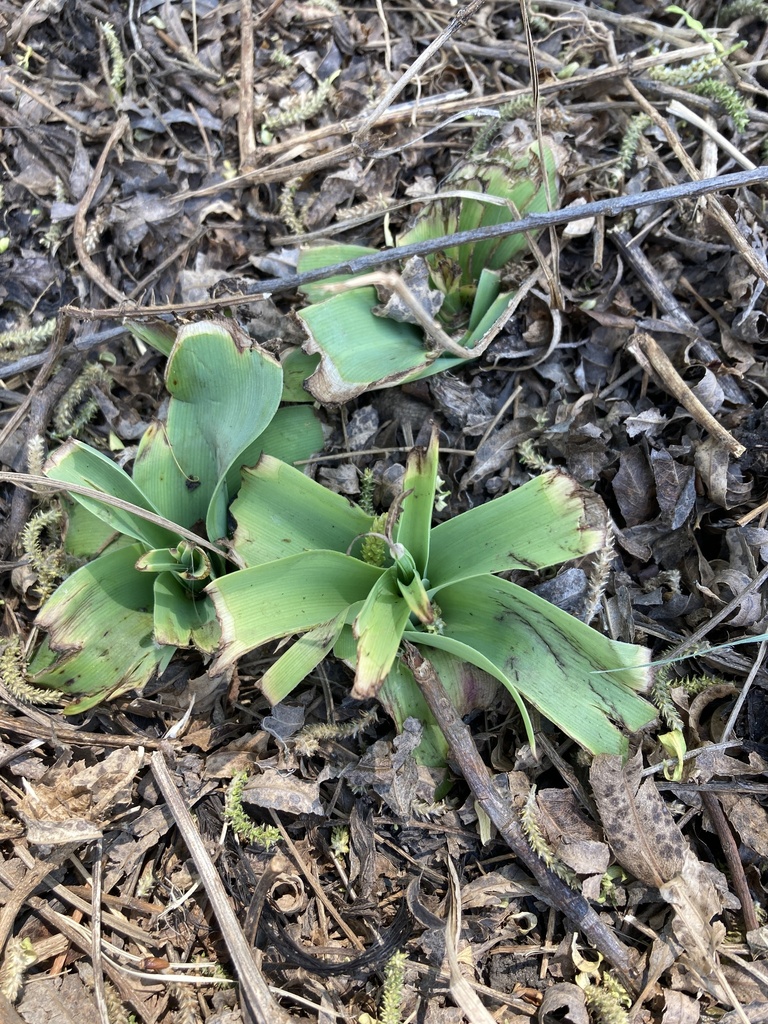 Swamplilies from Bronkhorstspruit, GP, ZA on September 24, 2023 at 12: ...