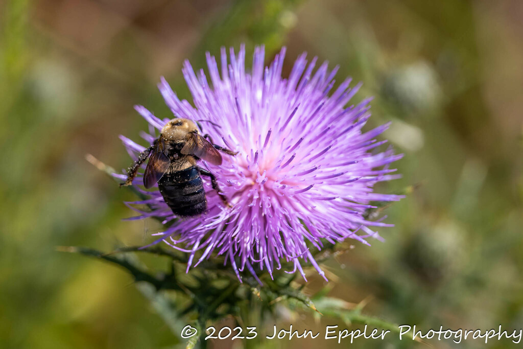 Virginia Carpenter Bee from Woodbridge, VA 22191, USA on September 9 ...