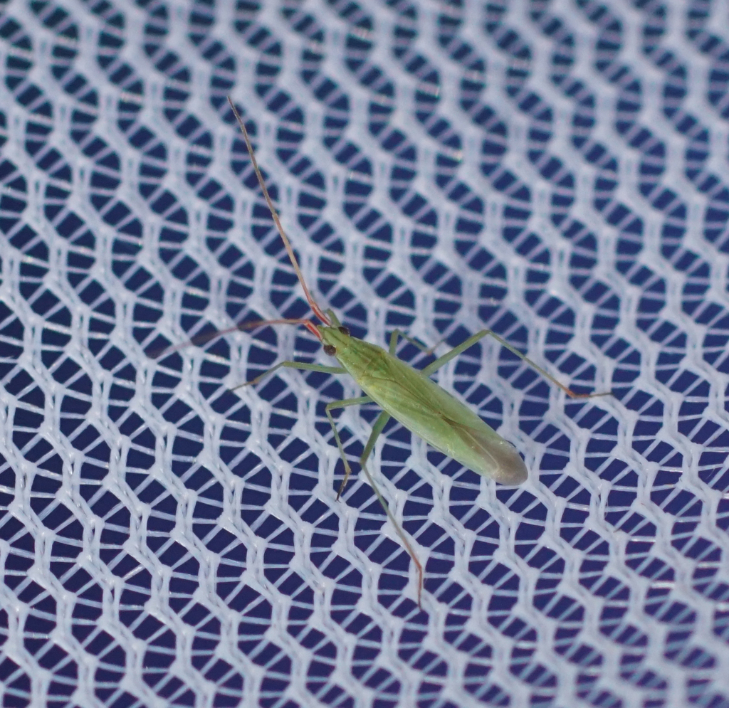 Rice Leaf Bug from 17370 Saint-Trojan-les-Bains, France on September 25 ...