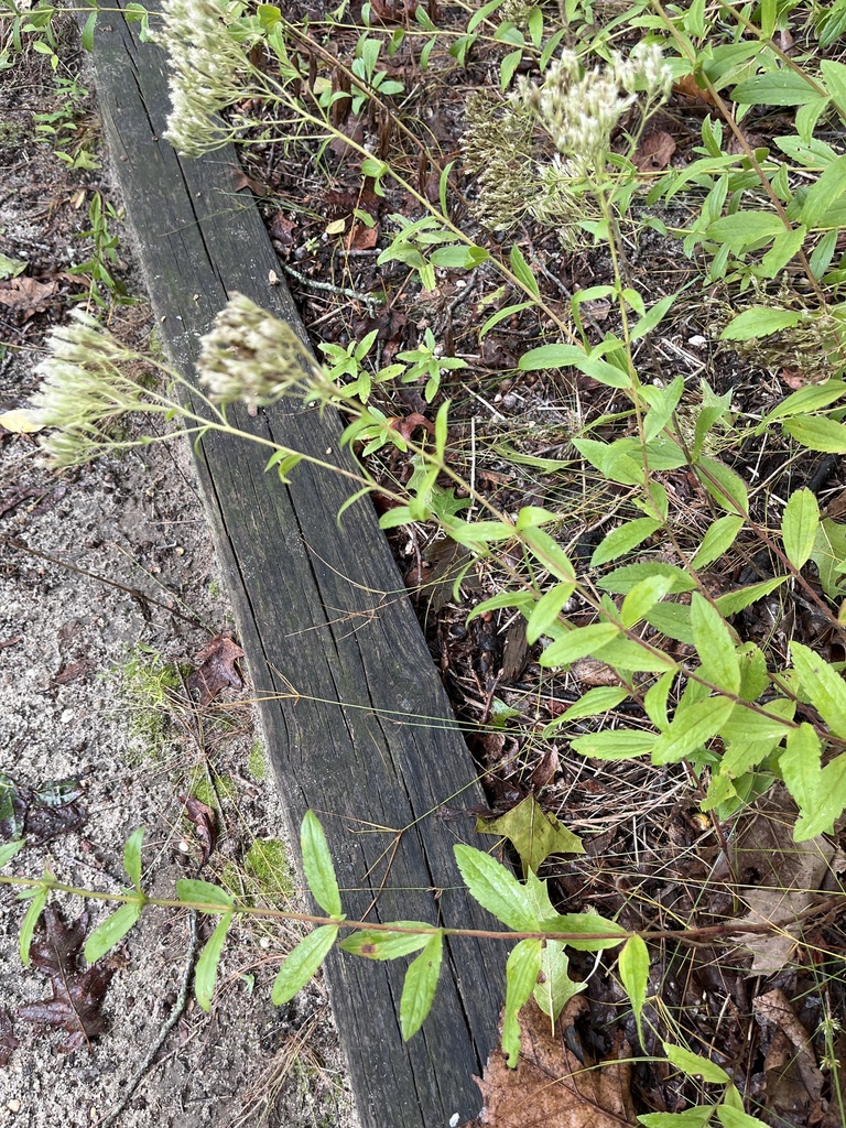 bonesets from W Groveland Ave, Somers Point, NJ, US on September 26 ...