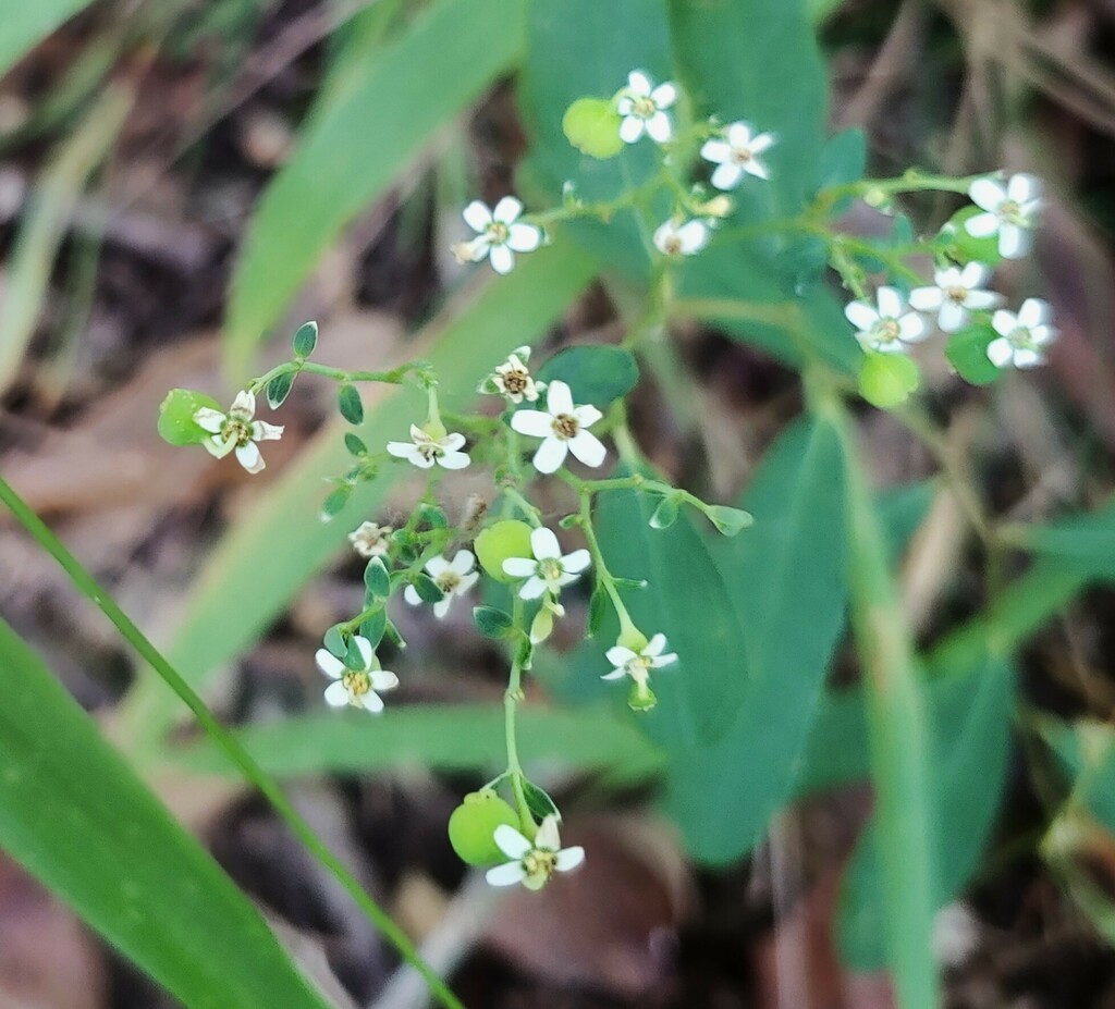 False Flowering Spurge from Dekalb County, GA, USA on September 21 ...