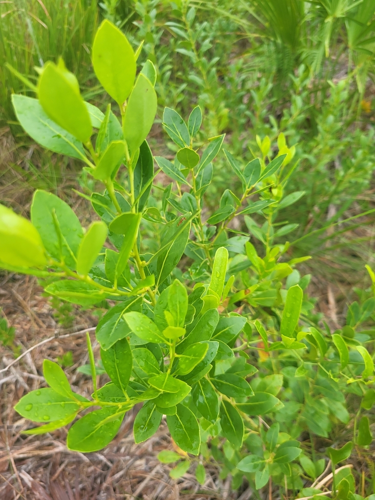 gallberry from Jupiter, FL, USA on September 26, 2023 at 03:17 PM by ...