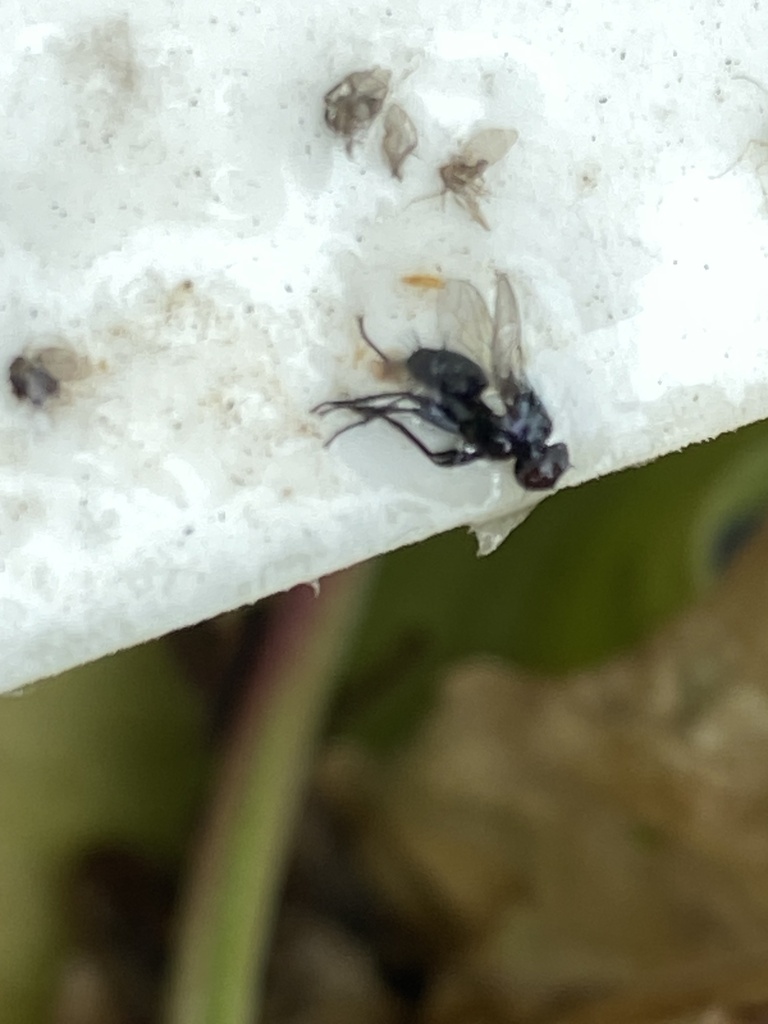 Calyptrate Flies from NC State University, Raleigh, NC, US on September ...