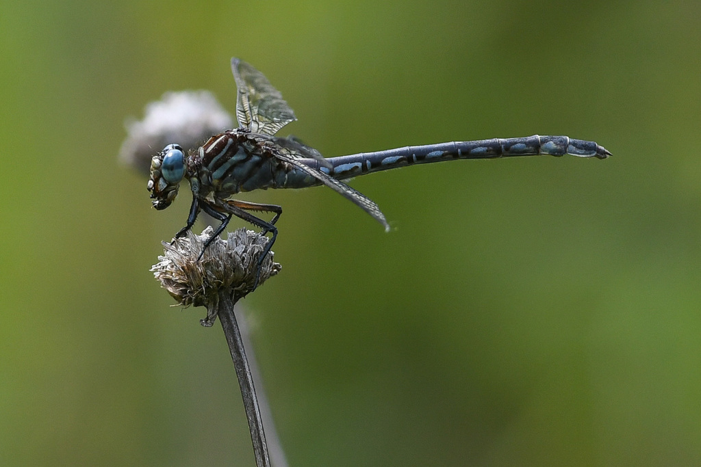 Elusive Clubtail from Lind-Bohanon, Minneapolis, MN, USA on August 19 ...