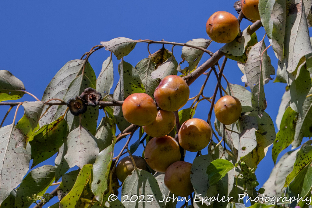 American persimmon from Woodbridge, VA 22191, USA on September 14, 2023 ...