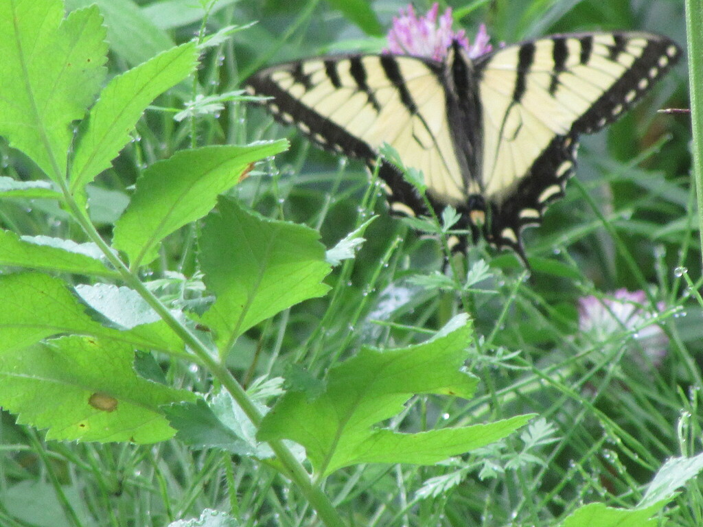 Eastern Tiger Swallowtail from Danby, VT, USA on June 25, 2023 at 06:55 ...