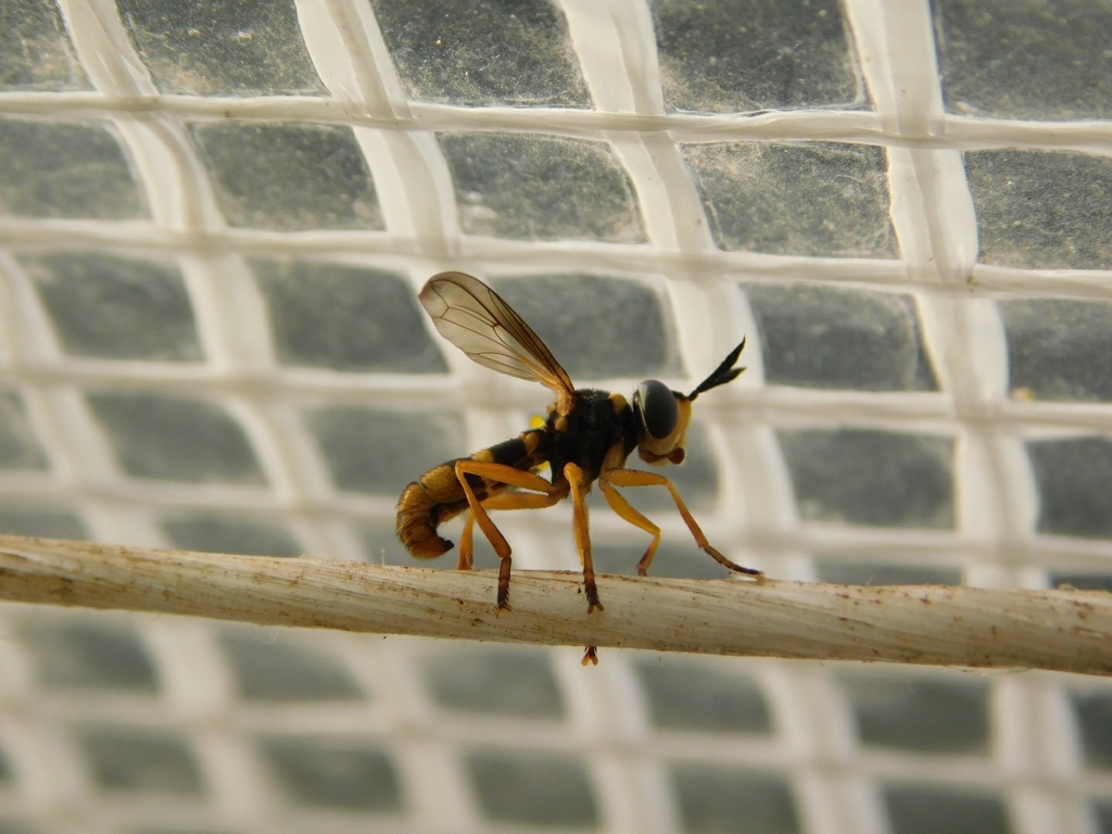 Leopoldius from Rogów on September 20, 2023 at 02:34 PM by Natalia ...