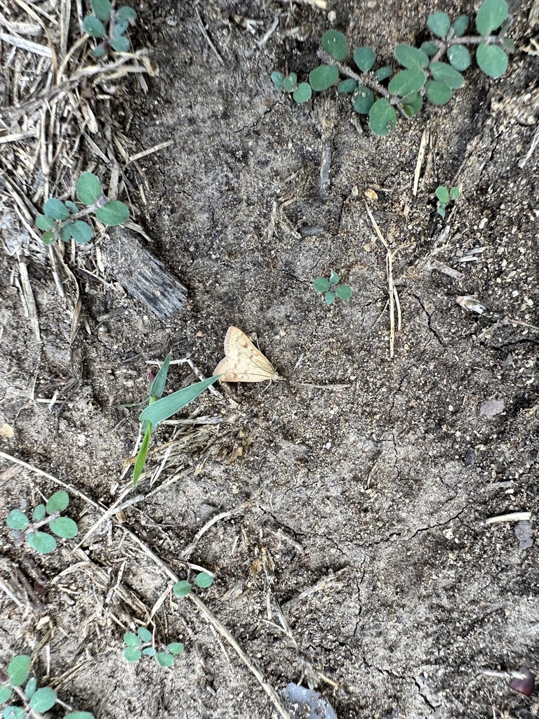 Butterflies and Moths from Williams Dr, Georgetown, TX, US on September ...