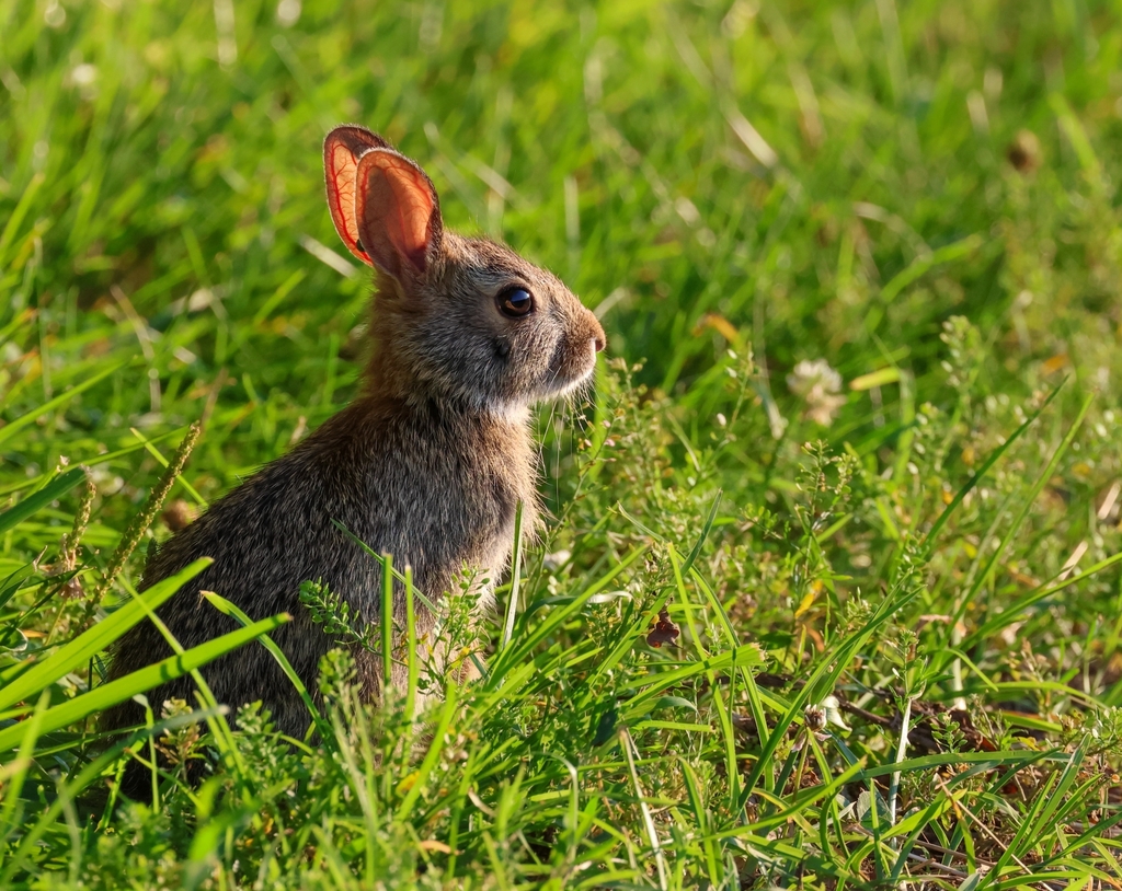 Eastern Cottontail from Sharpsburg, MD 21782, USA on July 15, 2023 at ...