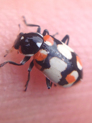 Subspecies Eriopis connexa chilensis · iNaturalist
