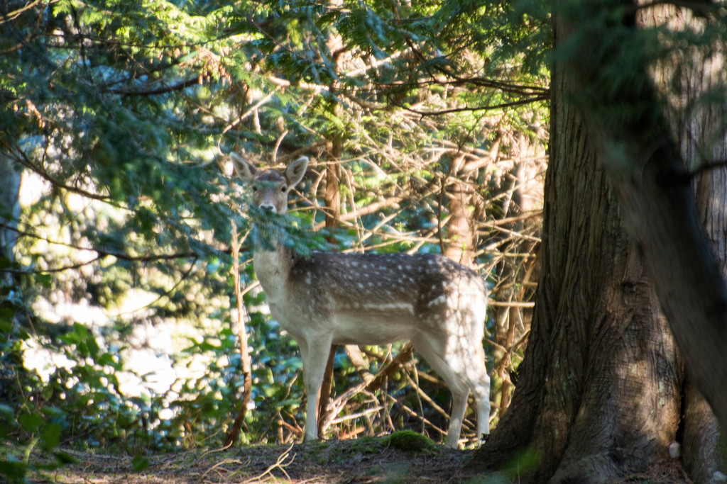 European Fallow Deer from Mayne Island, BC, Canada on March 2, 2019 at ...