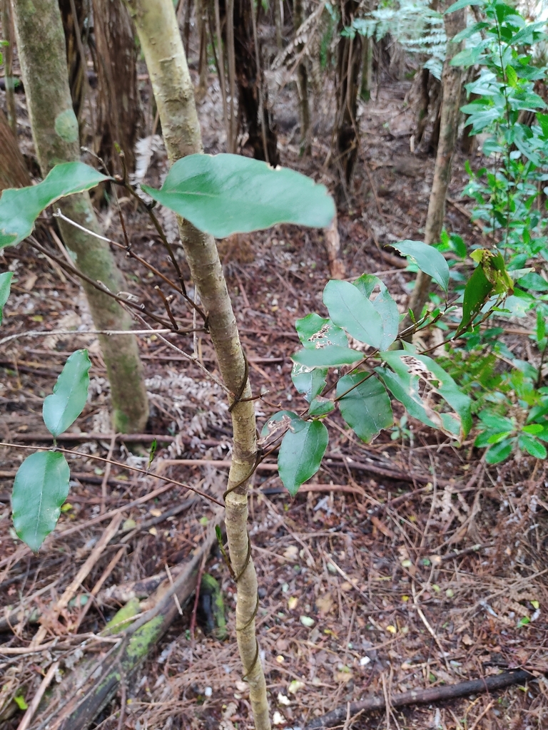 Supplejack from Whangarei, NZ-NO, NZ on September 27, 2023 at 09:46 AM by speakforthetrees ...