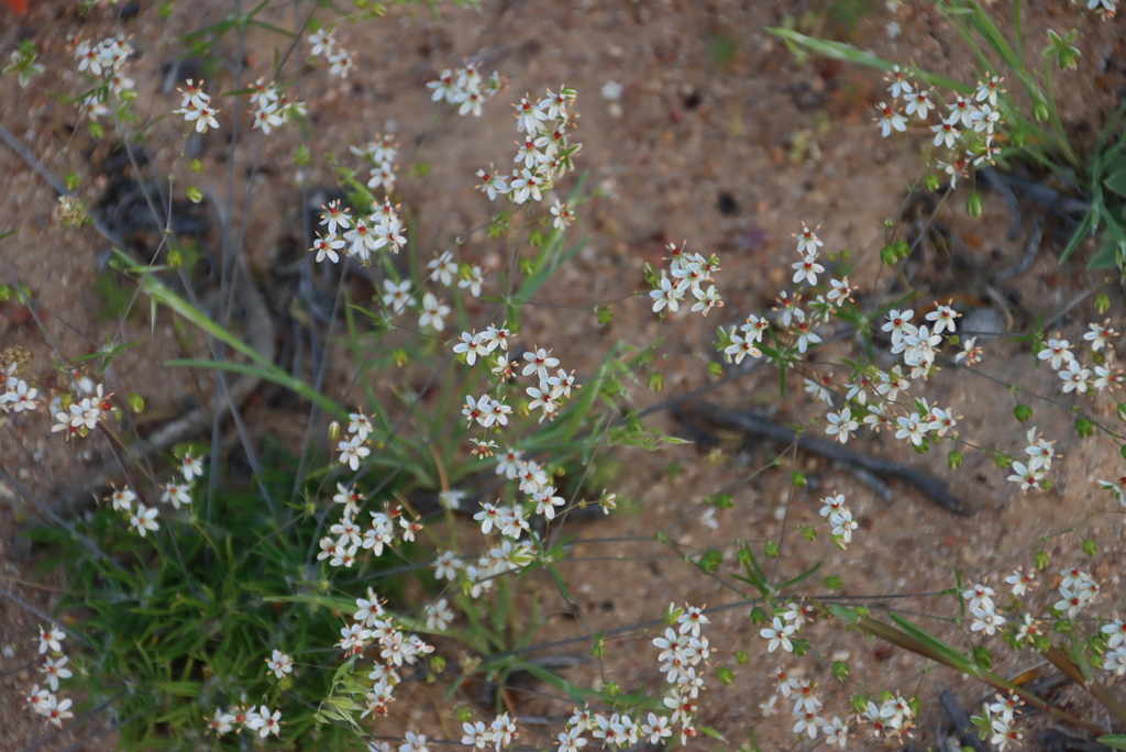Sandveld Spookasem from Bleskranzig, Doornkraal, southern Kamiesberg on ...