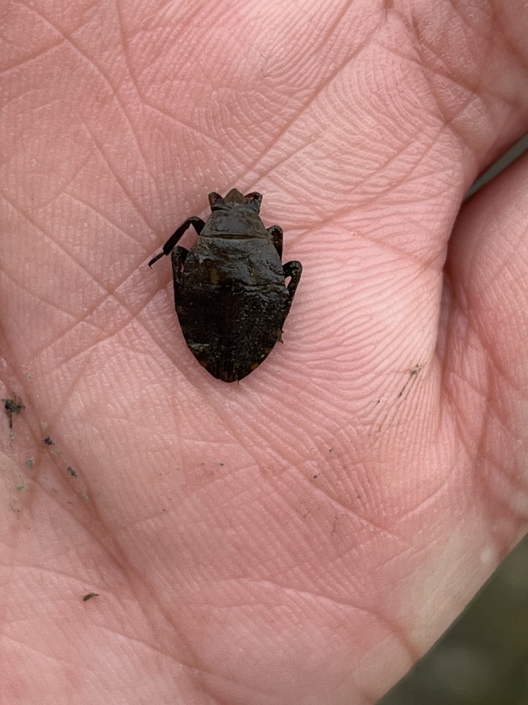 Belostoma from Redmond Rd NW, Rome, GA, US on September 26, 2023 at 02: ...