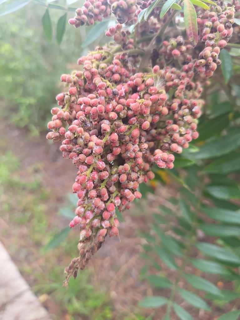 sumacs from Jupiter, FL, USA on September 26, 2023 at 05:04 PM by ...