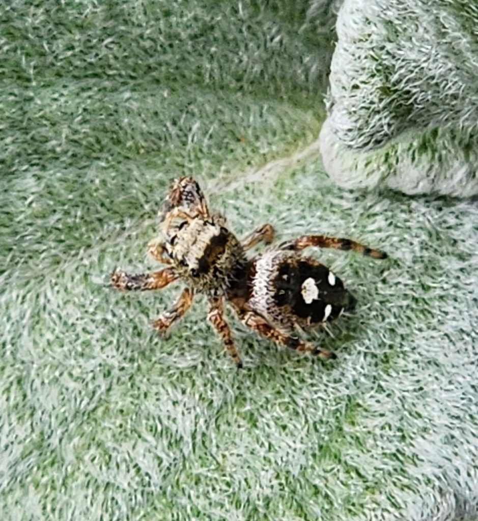 Bold Jumping Spider from Cheesman Park, Denver, CO, USA on September 18 ...