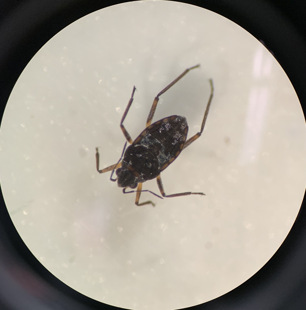 Microvelia americana from Anderson Hill Rd, Harrison, NY, US on ...