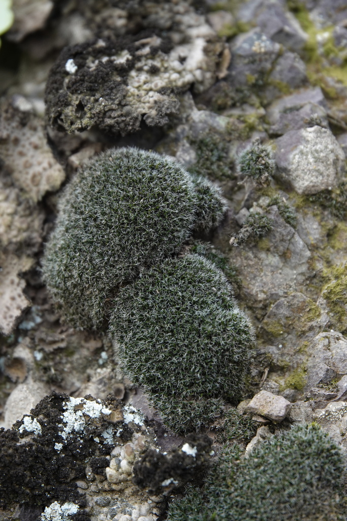 black moss from Shropshire Hills Area Of Outstanding Natural Beauty ...