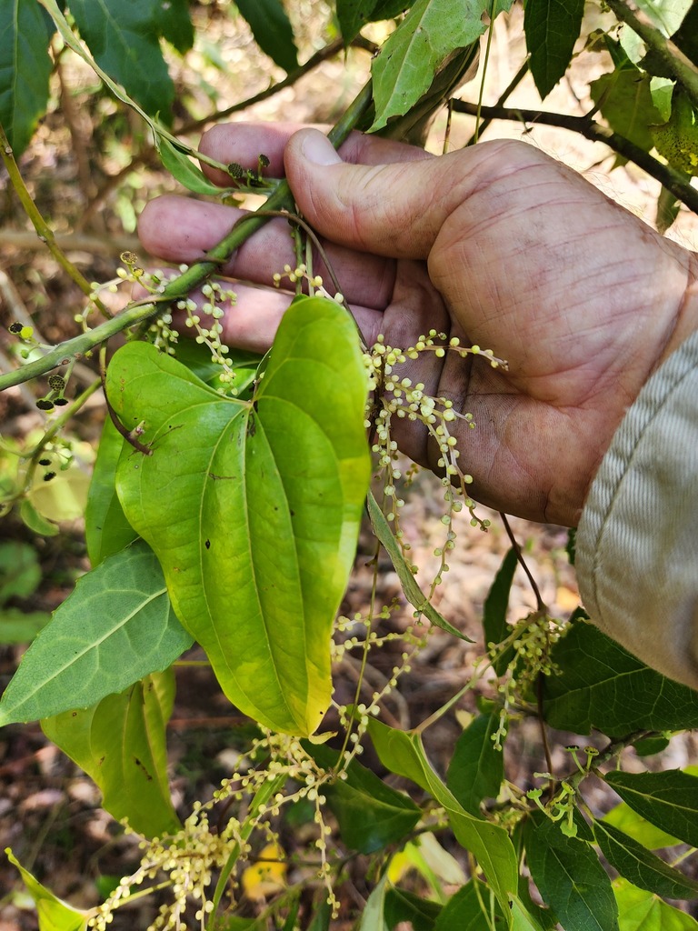 Common Yam Vine from Townson QLD 4341, Australia on September 20, 2023 at 11:44 AM by pcopping ...