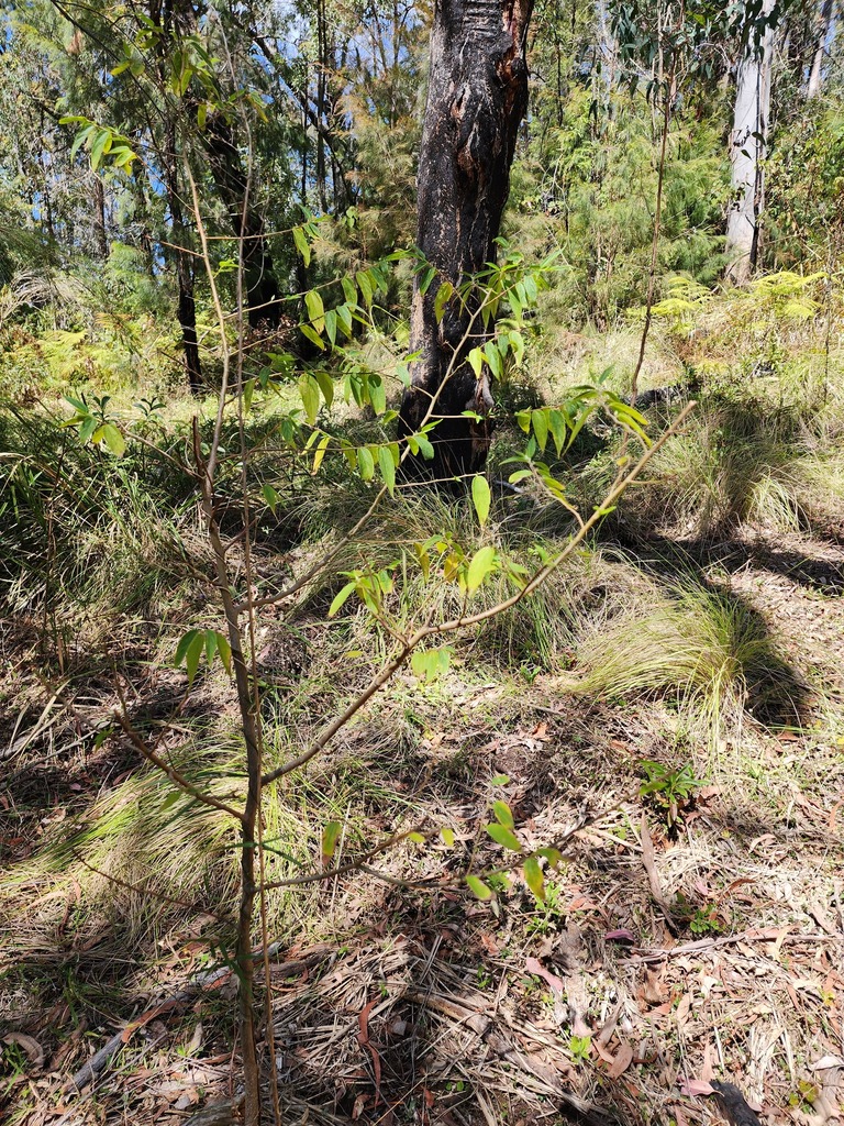 Nettle Tree from Townson QLD 4341, Australia on September 20, 2023 at ...