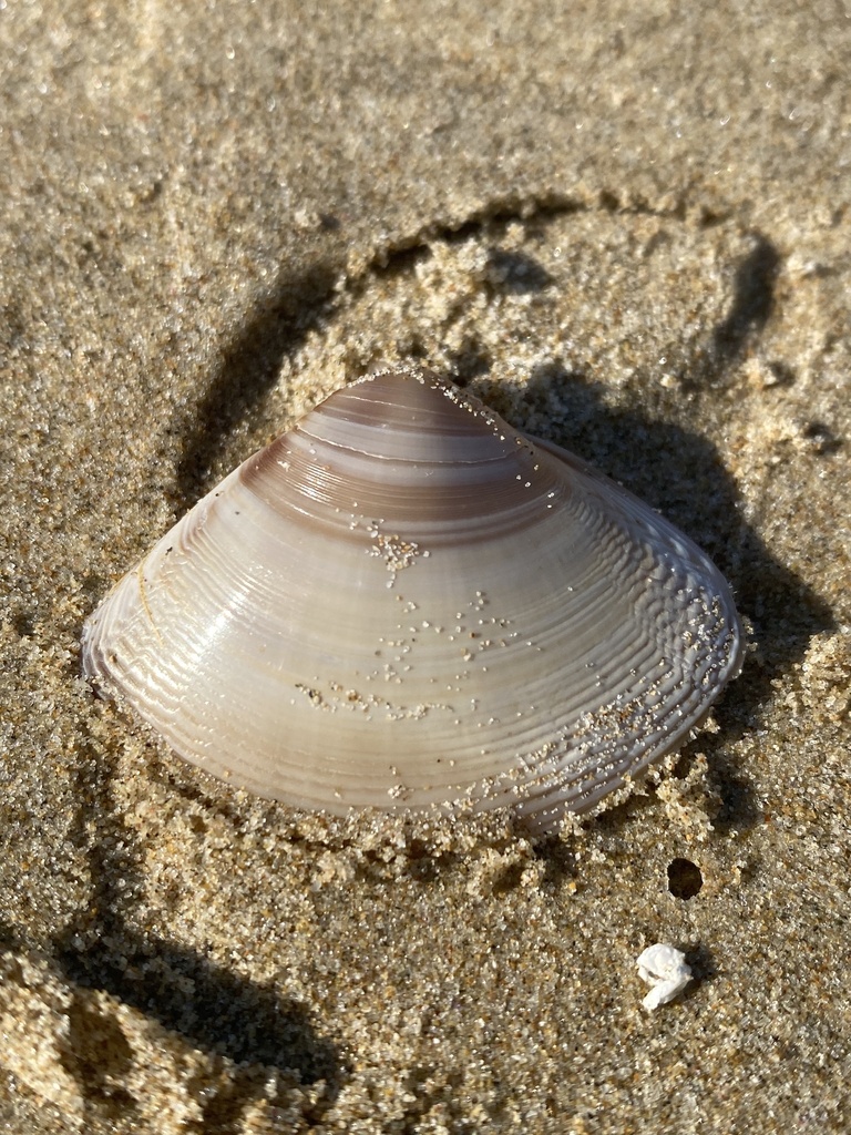 Reddish Trough Shell from Solitary Islands Marine Park, Arrawarra ...