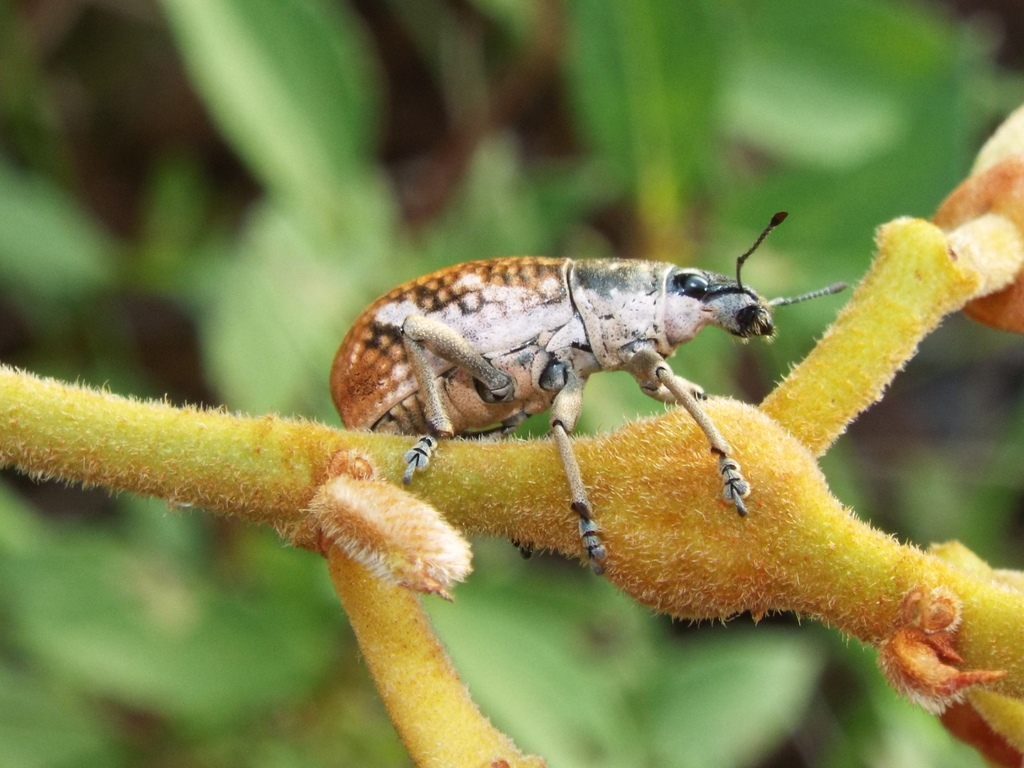 Geonemini from Matías Romero Avendaño, Oax., México on September 26 ...